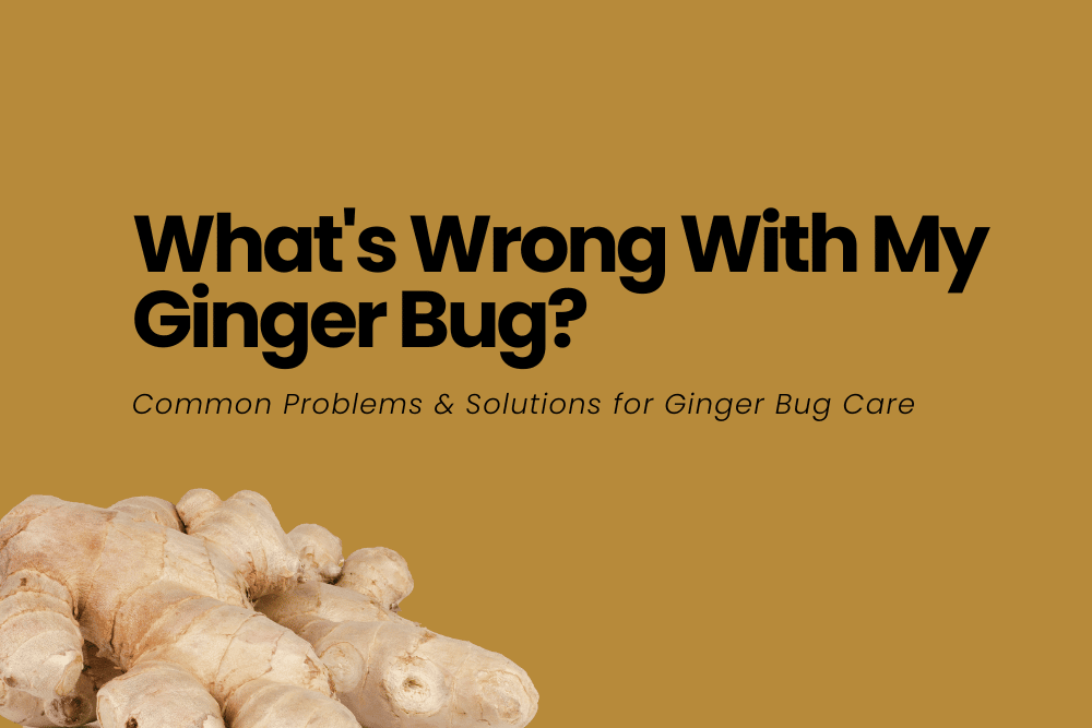 What's Wrong with my Ginger Bug? - Sandpoint Soda Company